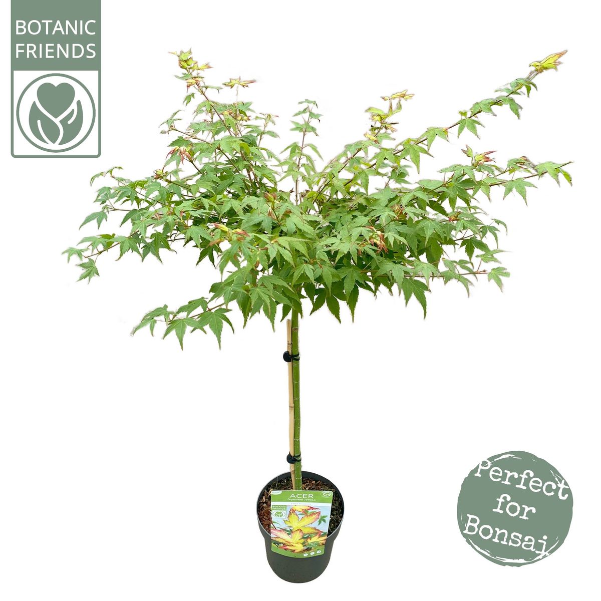 Acer palmatum 'Little Princess' — Plant Wholesale FlorAccess