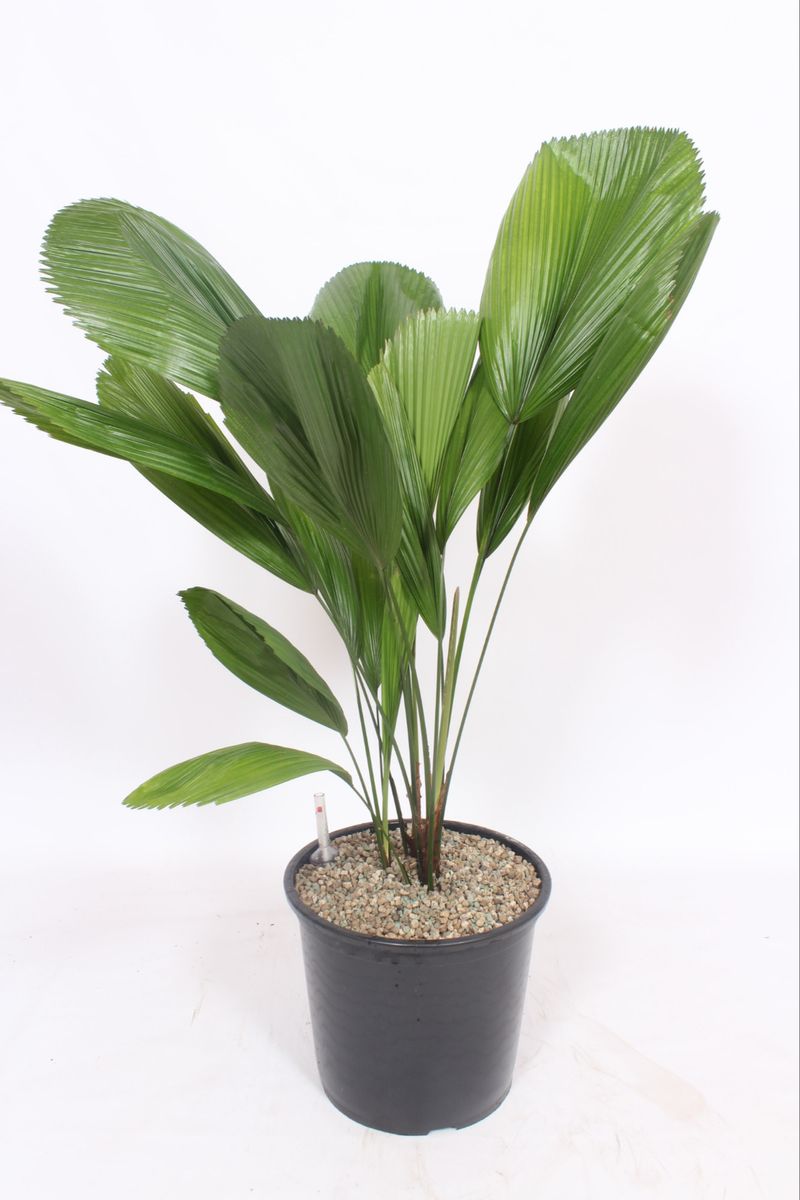 Licuala grandis — Plant Wholesale FlorAccess