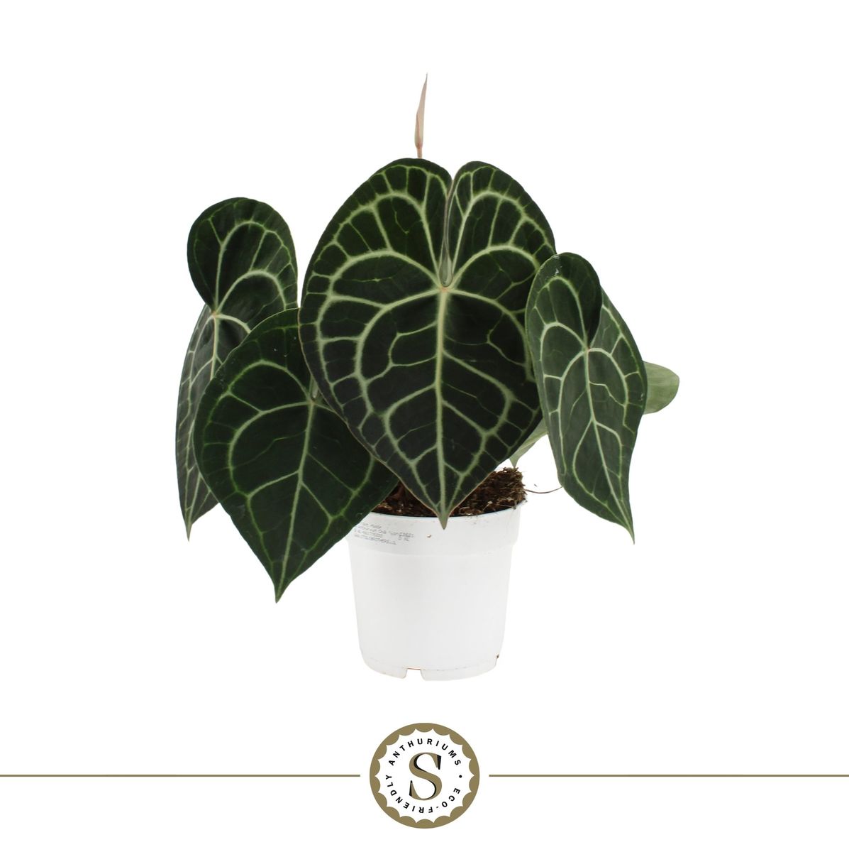 Anthurium clarinervium — Plant Wholesale FlorAccess