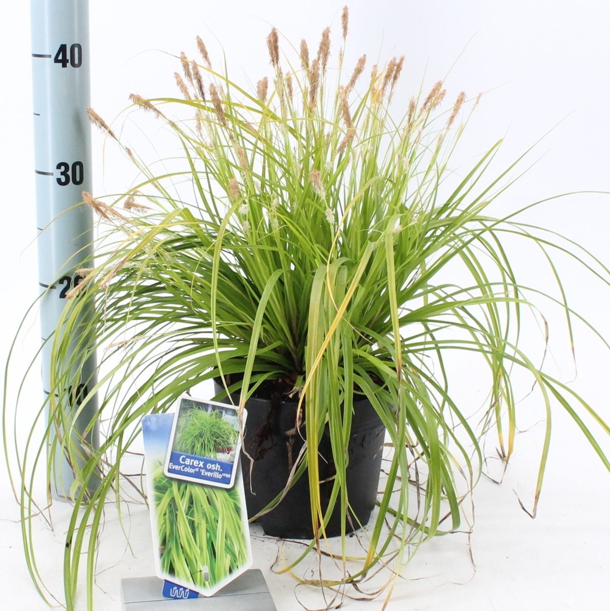 Carex oshimensis EVERCOLOR EVERILLO — Plant Wholesale FlorAccess