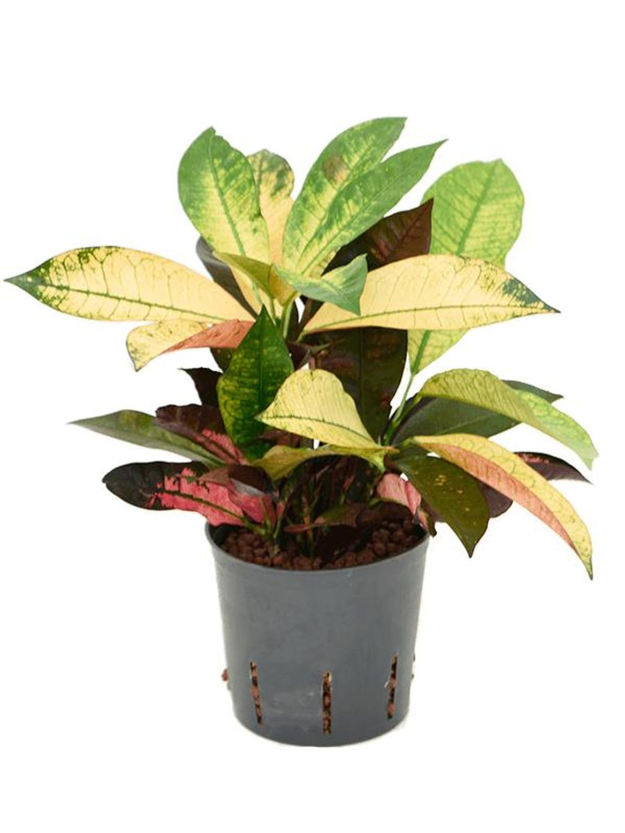 Codiaeum variegatum 'Mrs Iceton' — Plant Wholesale FlorAccess