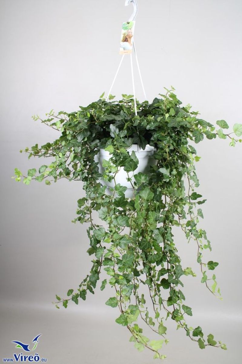 Hedera helix 'Wonder' — Plant Wholesale FlorAccess