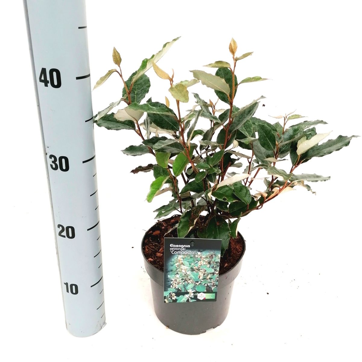 Elaeagnus x ebbingei 'Compacta' — Plant Wholesale FlorAccess