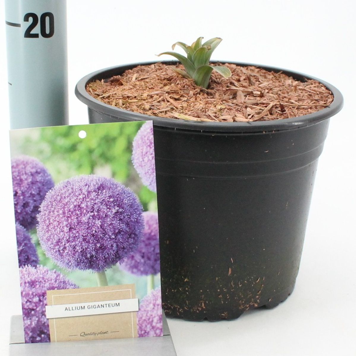 Allium giganteum — Plant Wholesale FlorAccess