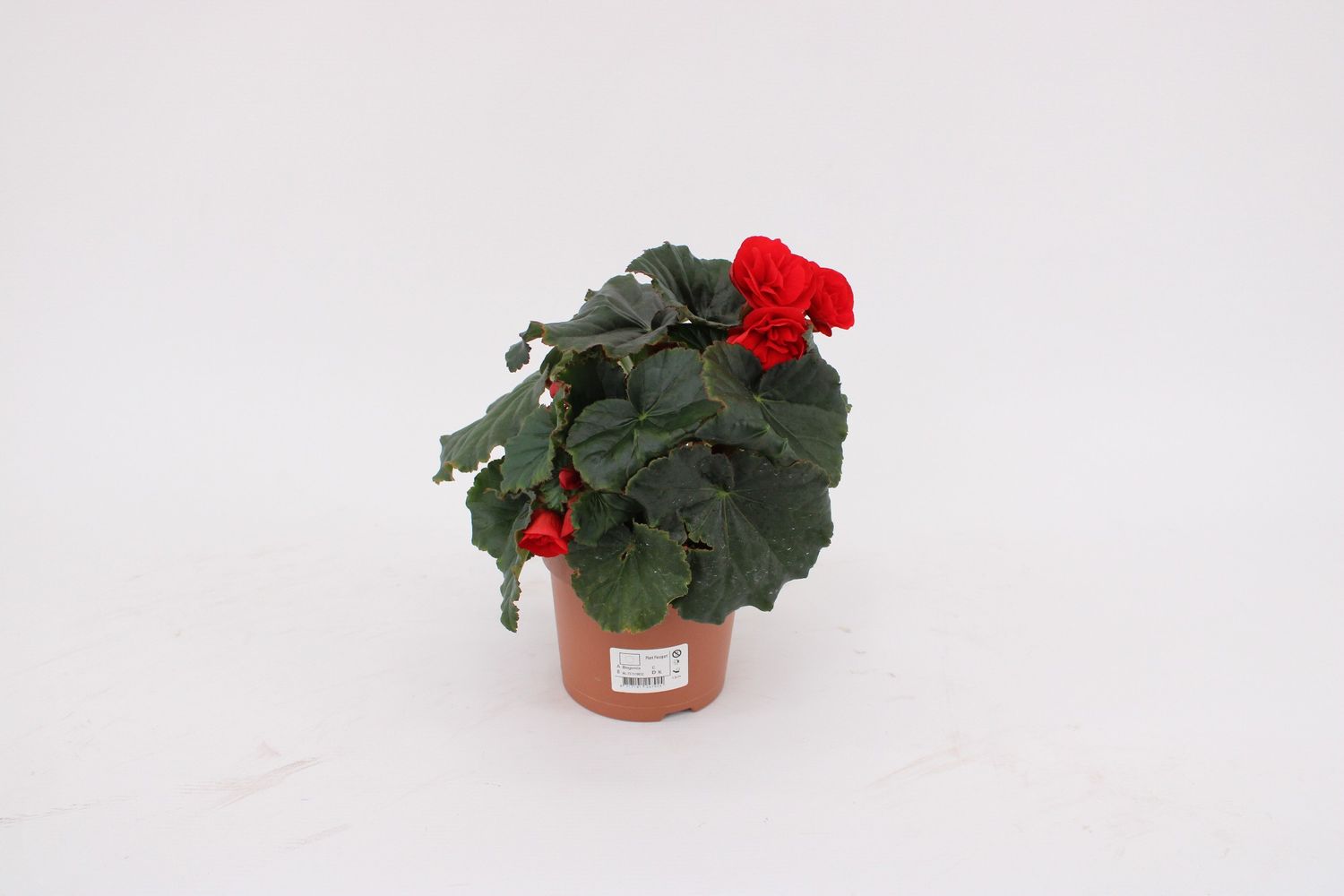 Begonia GLORY RED — Plant Wholesale FlorAccess