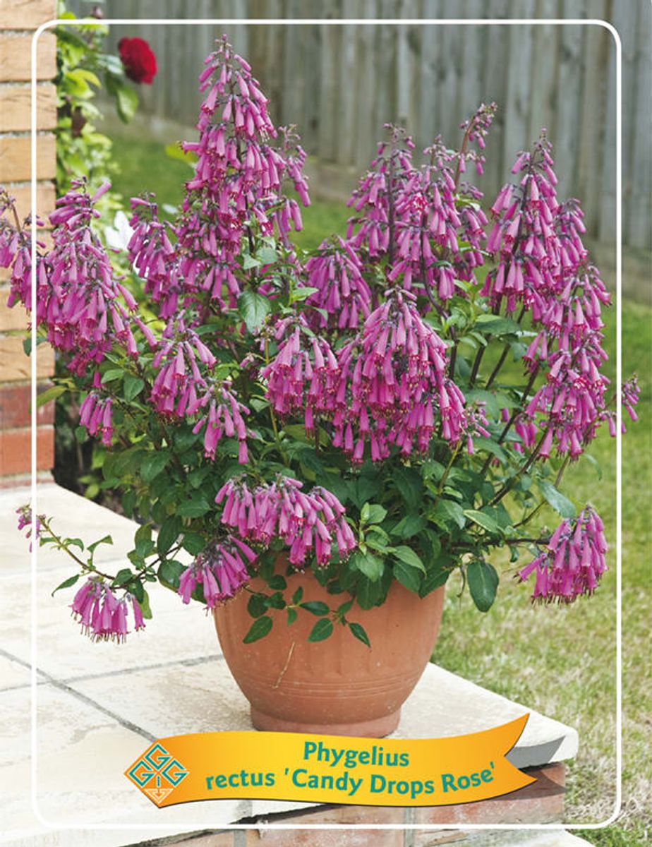 Phygelius MIX — Plant Wholesale FlorAccess