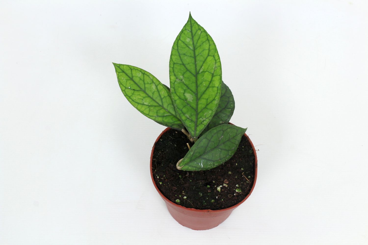 Hoya 'Water Drop' (Irina) EPC964 — Plant Wholesale FlorAccess