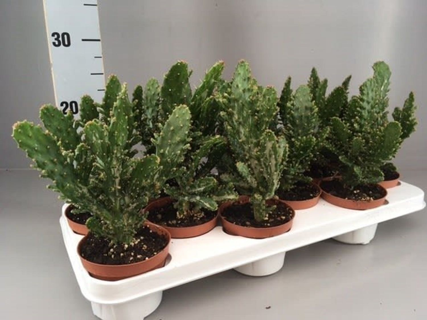 Opuntia tuna — Plant Wholesale FlorAccess