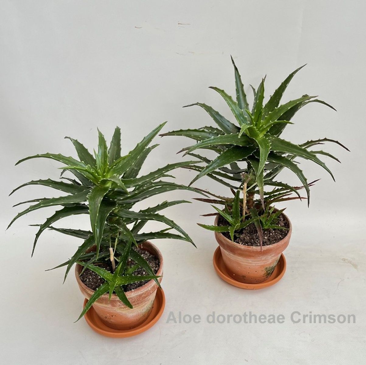 Aloe dorotheae 'Crimson' — Plant Wholesale FlorAccess