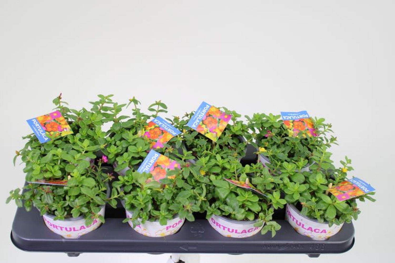 Portulaca umbraticola MIX — Plant Wholesale FlorAccess