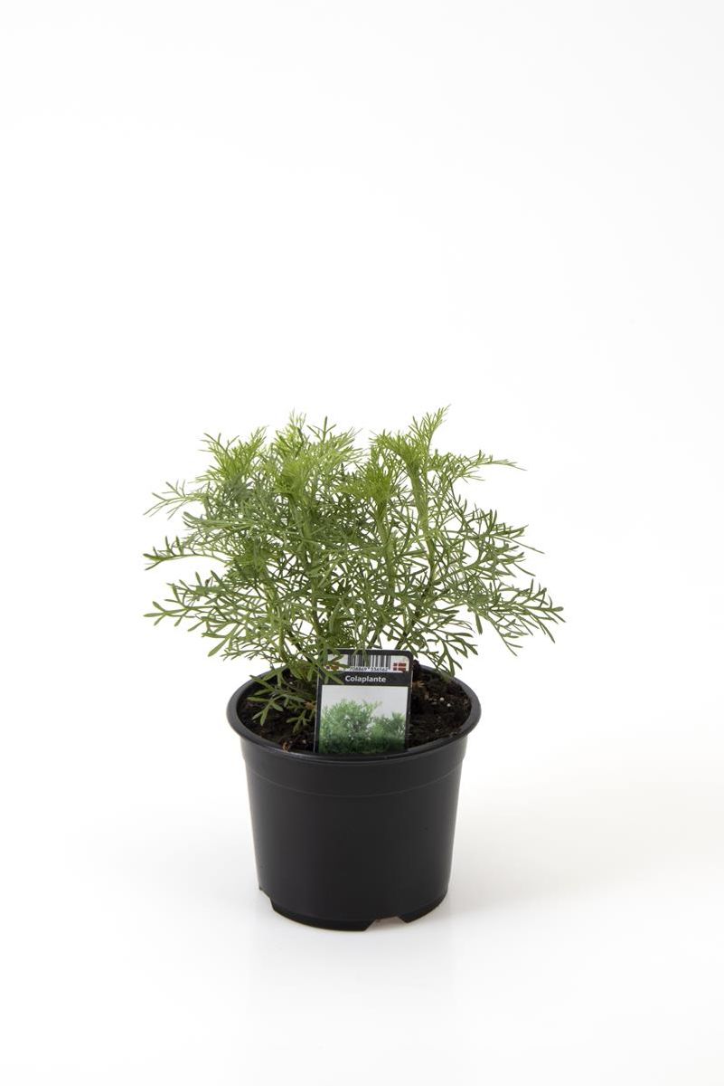 Artemisia abrotanum 'Cola' — Plant Wholesale FlorAccess