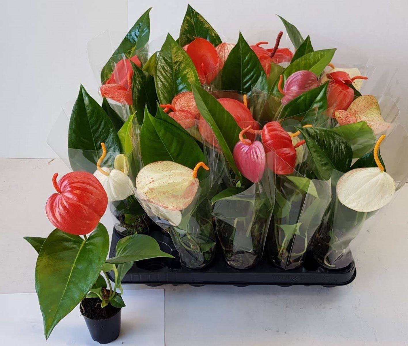 Anthurium MIX — Plant Wholesale FlorAccess