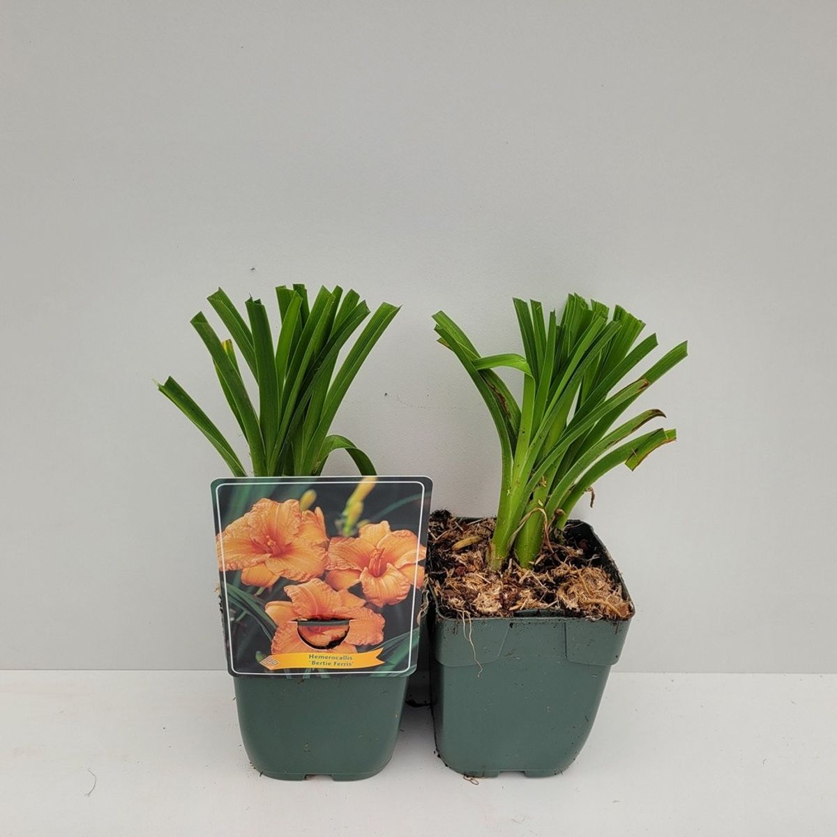 Hemerocallis 'Bertie Ferris' — Plant Wholesale FlorAccess
