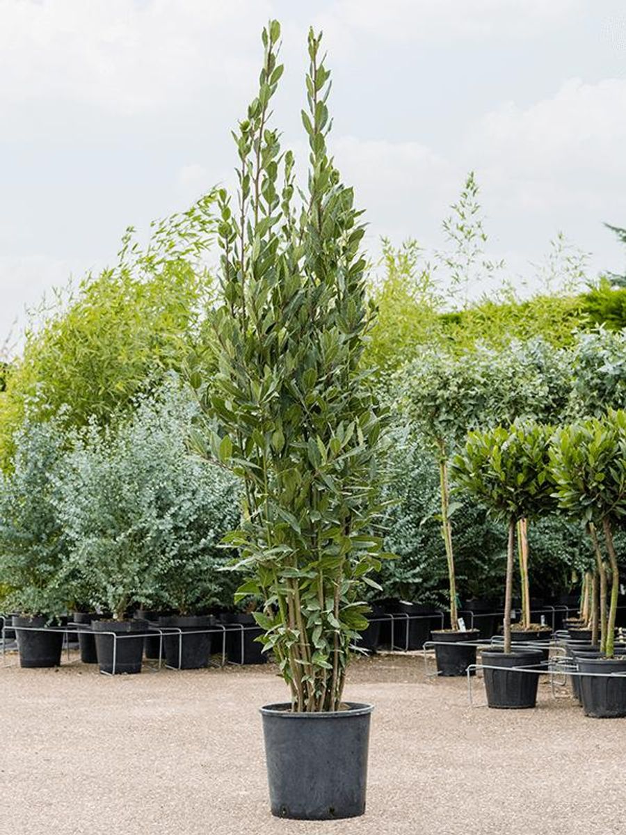 Laurus nobilis — Plant Wholesale FlorAccess