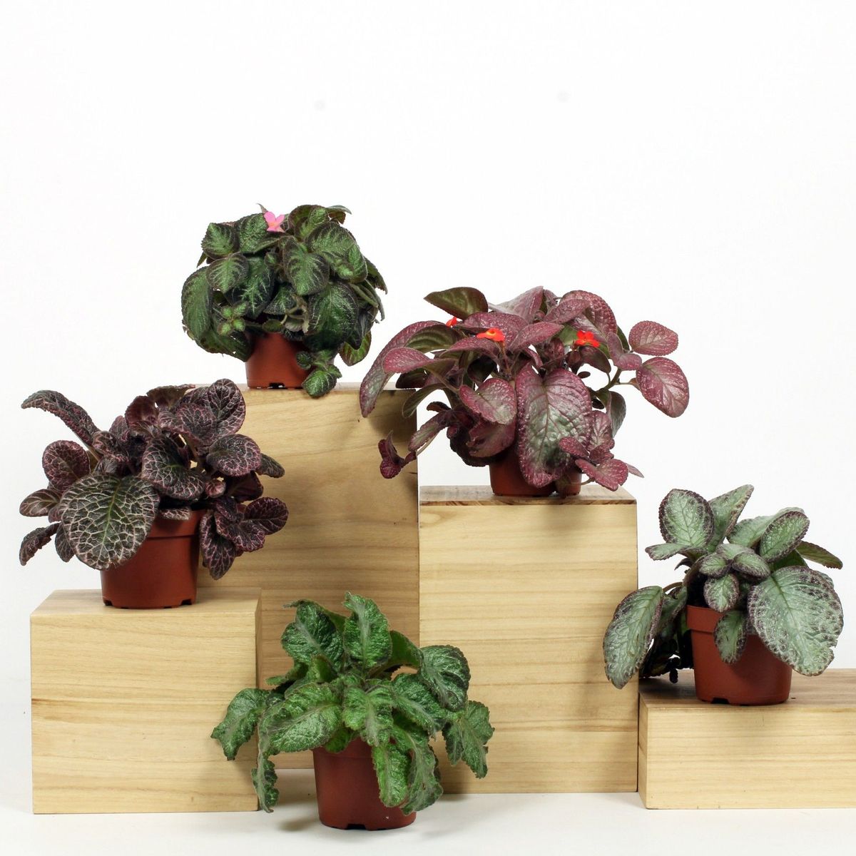 Episcia MIX — Plant Wholesale FlorAccess