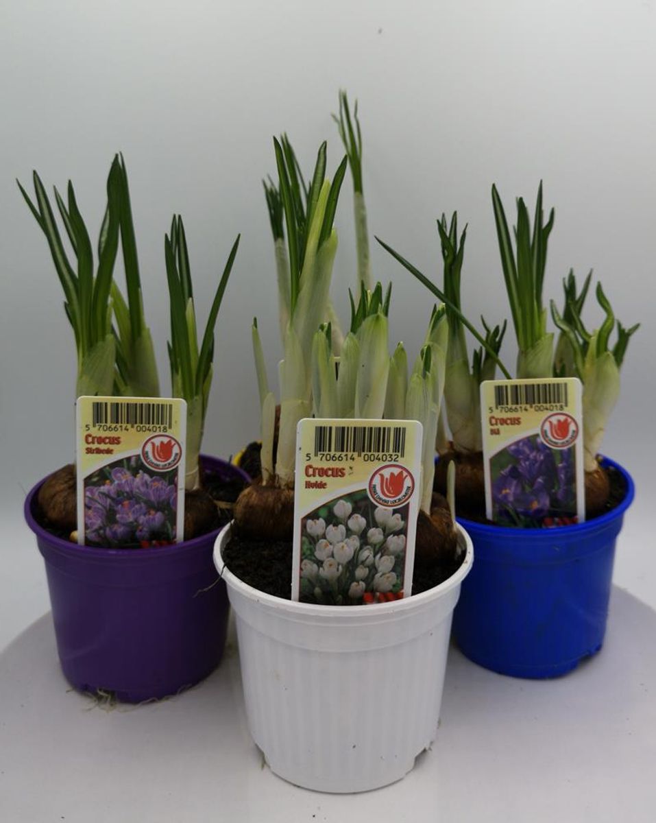 Crocus MIX — Plant Wholesale FlorAccess