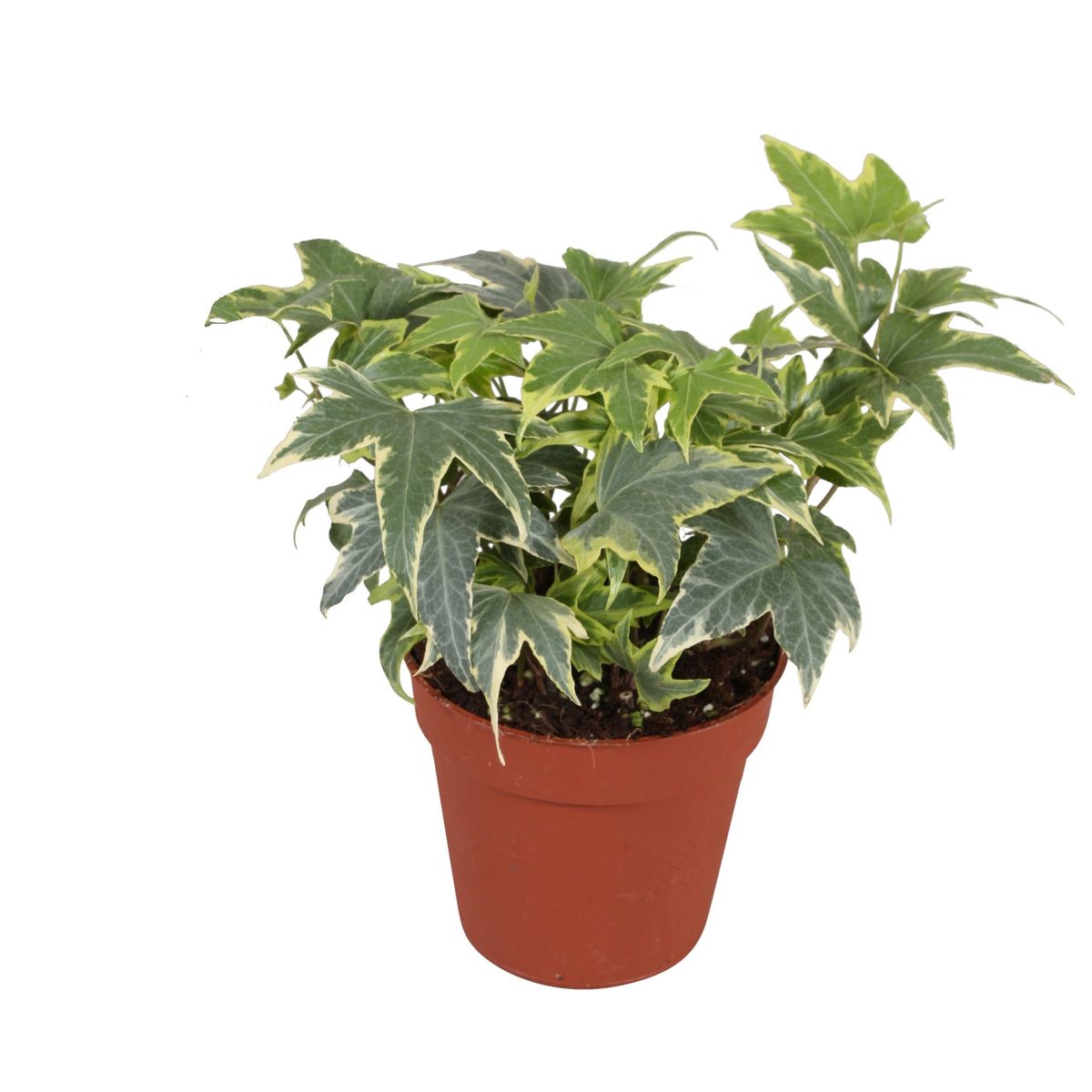 Hedera helix 'Yellow Ripple' — Plant Wholesale FlorAccess