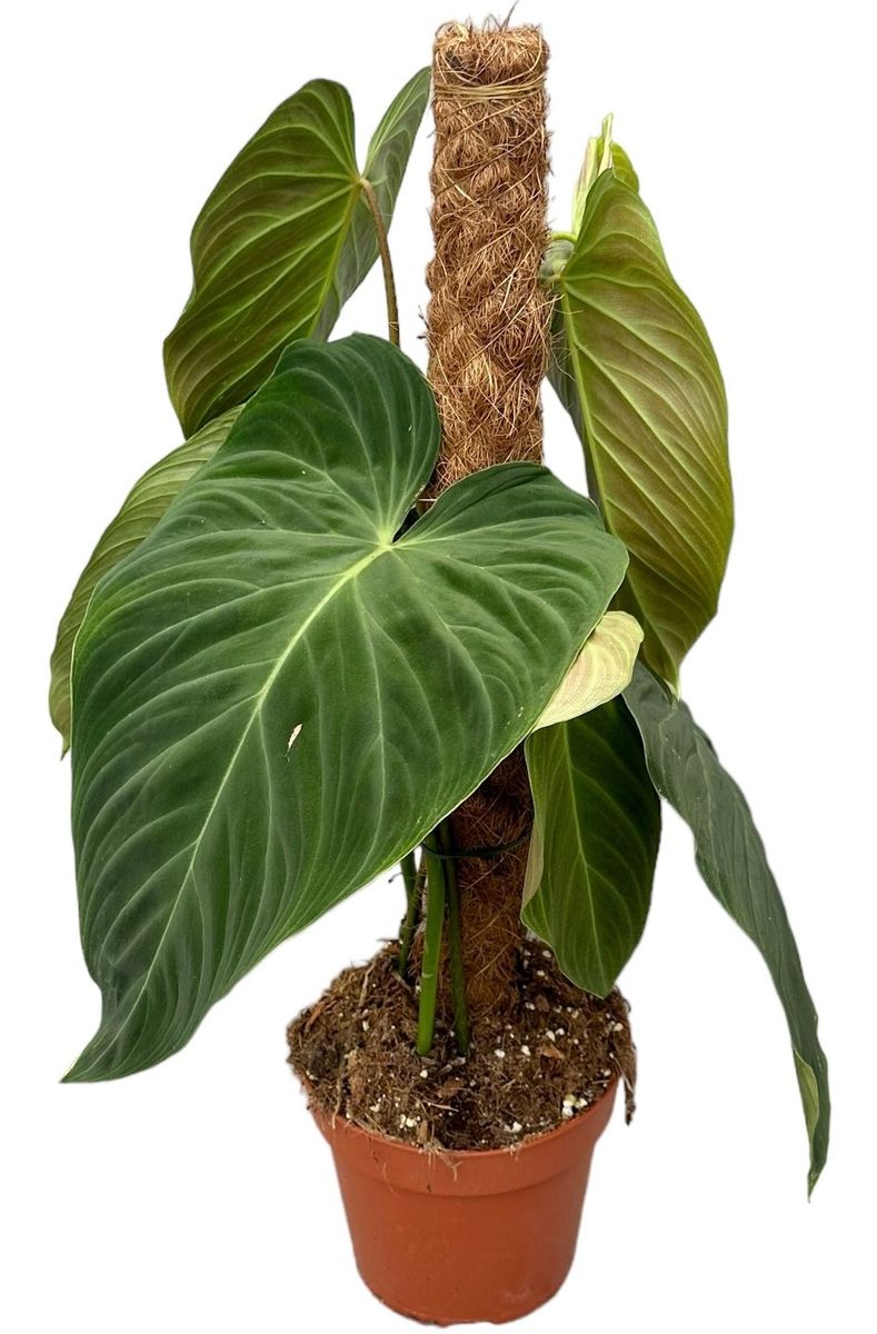 Philodendron 'Splendid' — Plant Wholesale FlorAccess