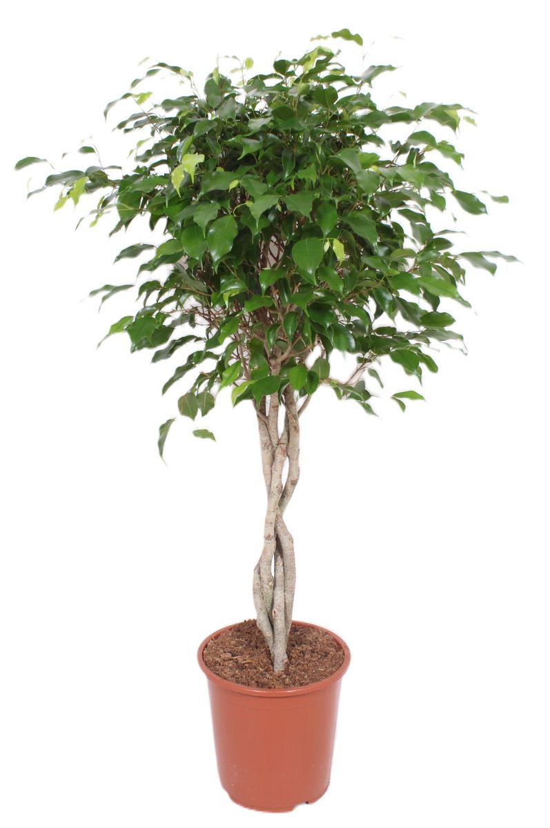 Ficus benjamina 'Exotica' — Plant Wholesale FlorAccess