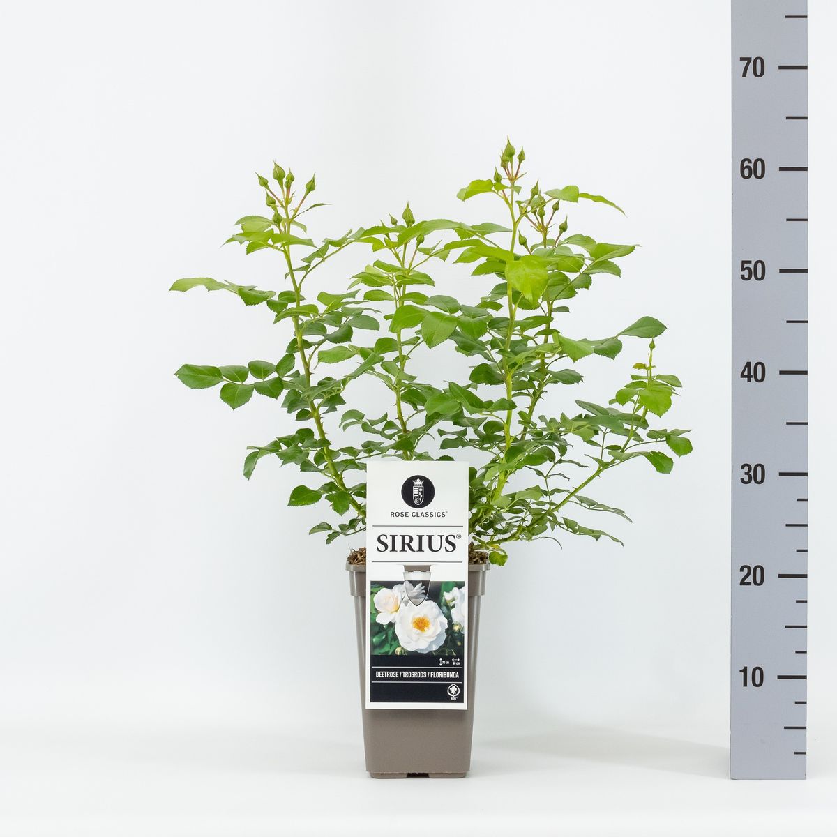 Rosa 'Sirius' — Mayorista de plantas FlorAccess