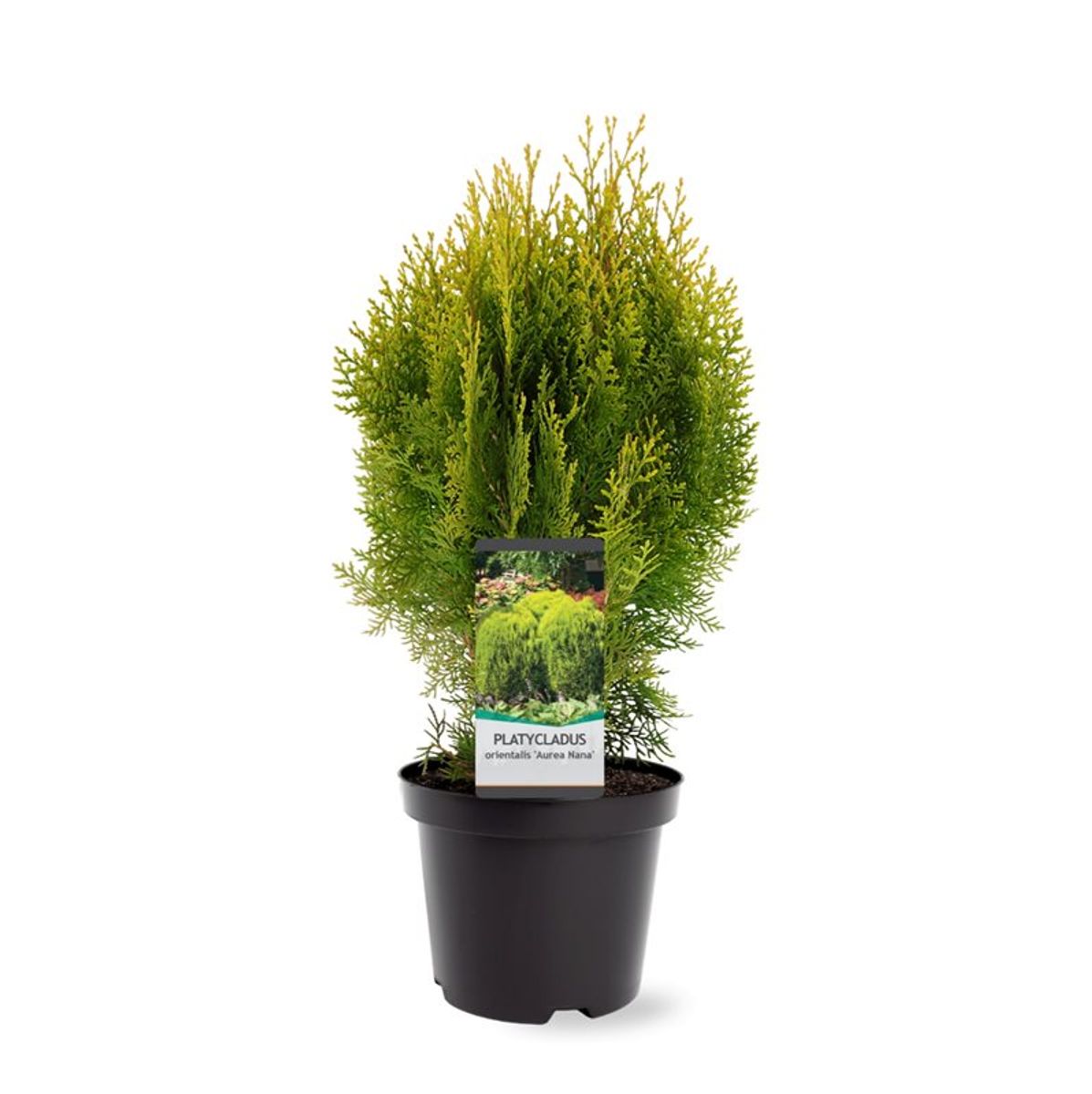 Platycladus orientalis 'Aurea Nana' — Рослини оптом FlorAccess