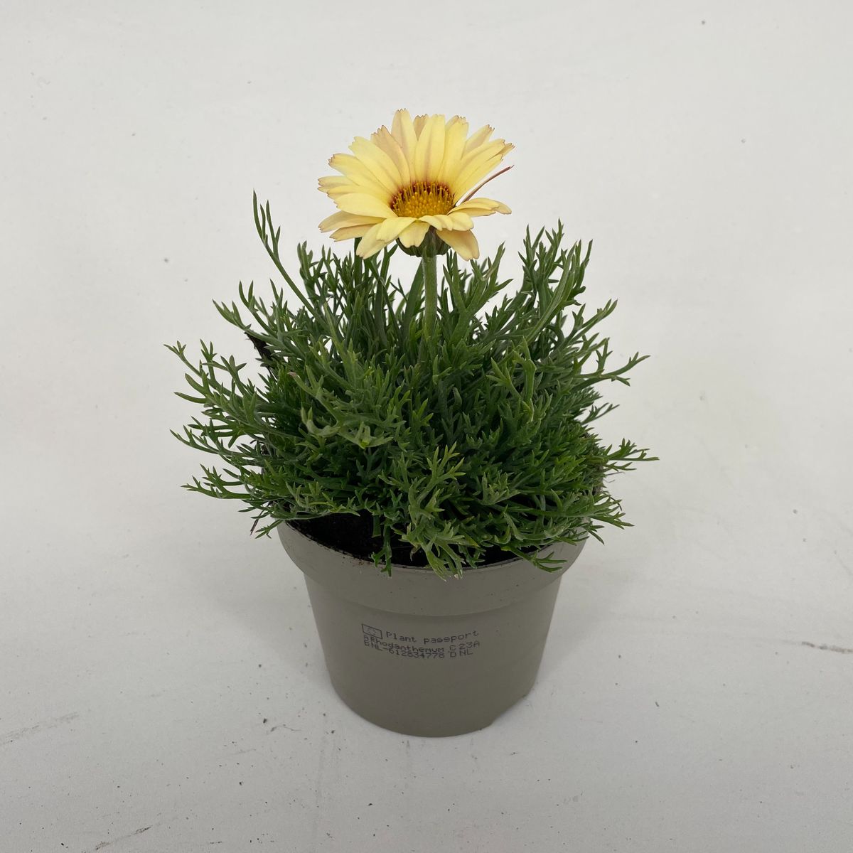 Rhodanthemum 'Sunshine Peach' — Plant Wholesale FlorAccess