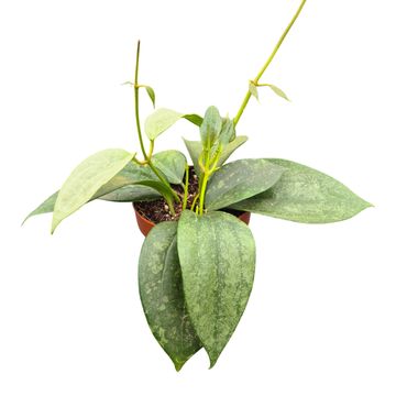 Hoya macrophylla 'Silver Splash' — Plant Wholesale FlorAccess