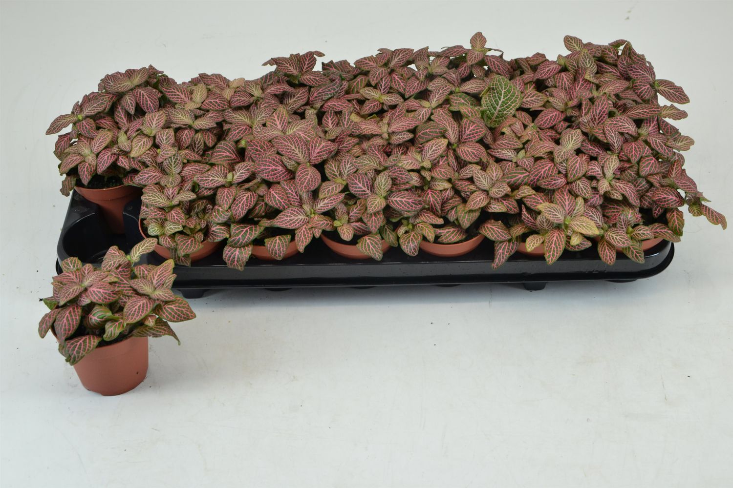 Fittonia verschaffeltii 'Red Angel' — Plant Wholesale FlorAccess