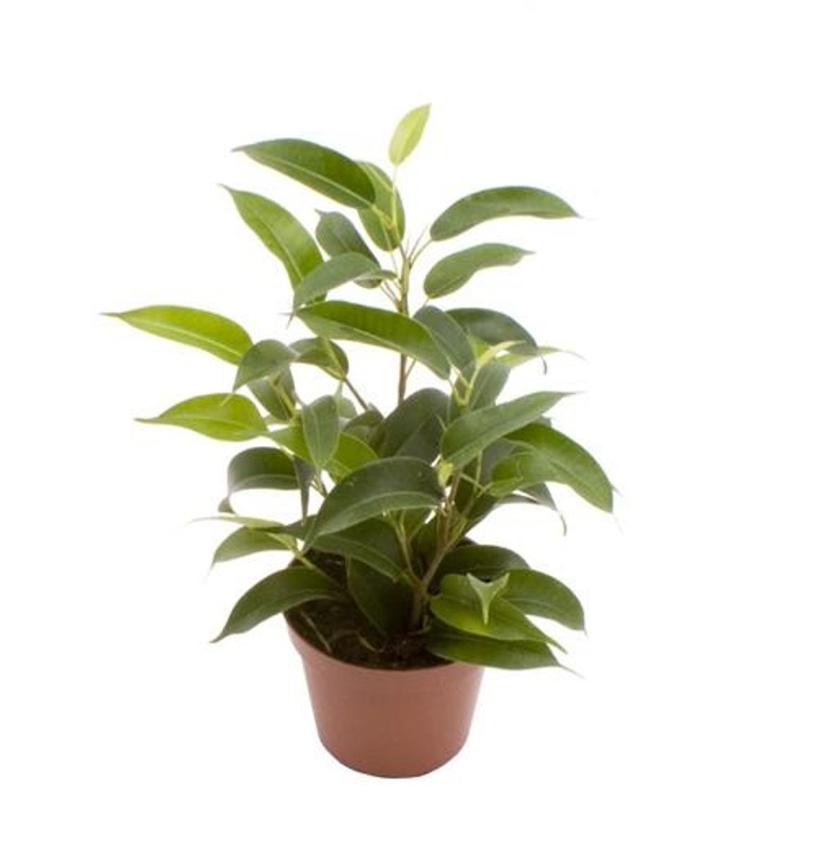 Ficus benjamina 'Natasja' — Plant Wholesale FlorAccess