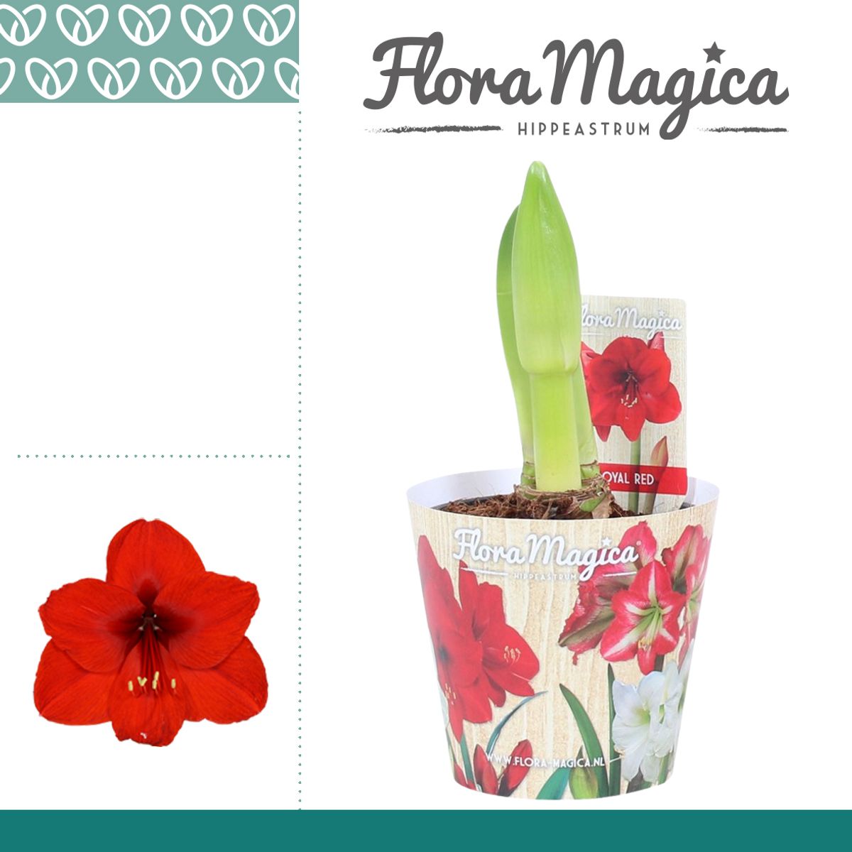 Hippeastrum 'Royal Red' — Plant Wholesale FlorAccess