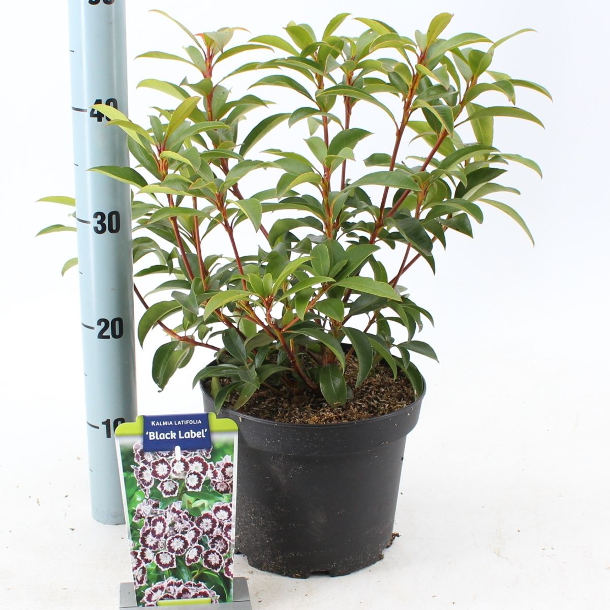 Kalmia latifolia 'Black Label' — Plant Wholesale FlorAccess
