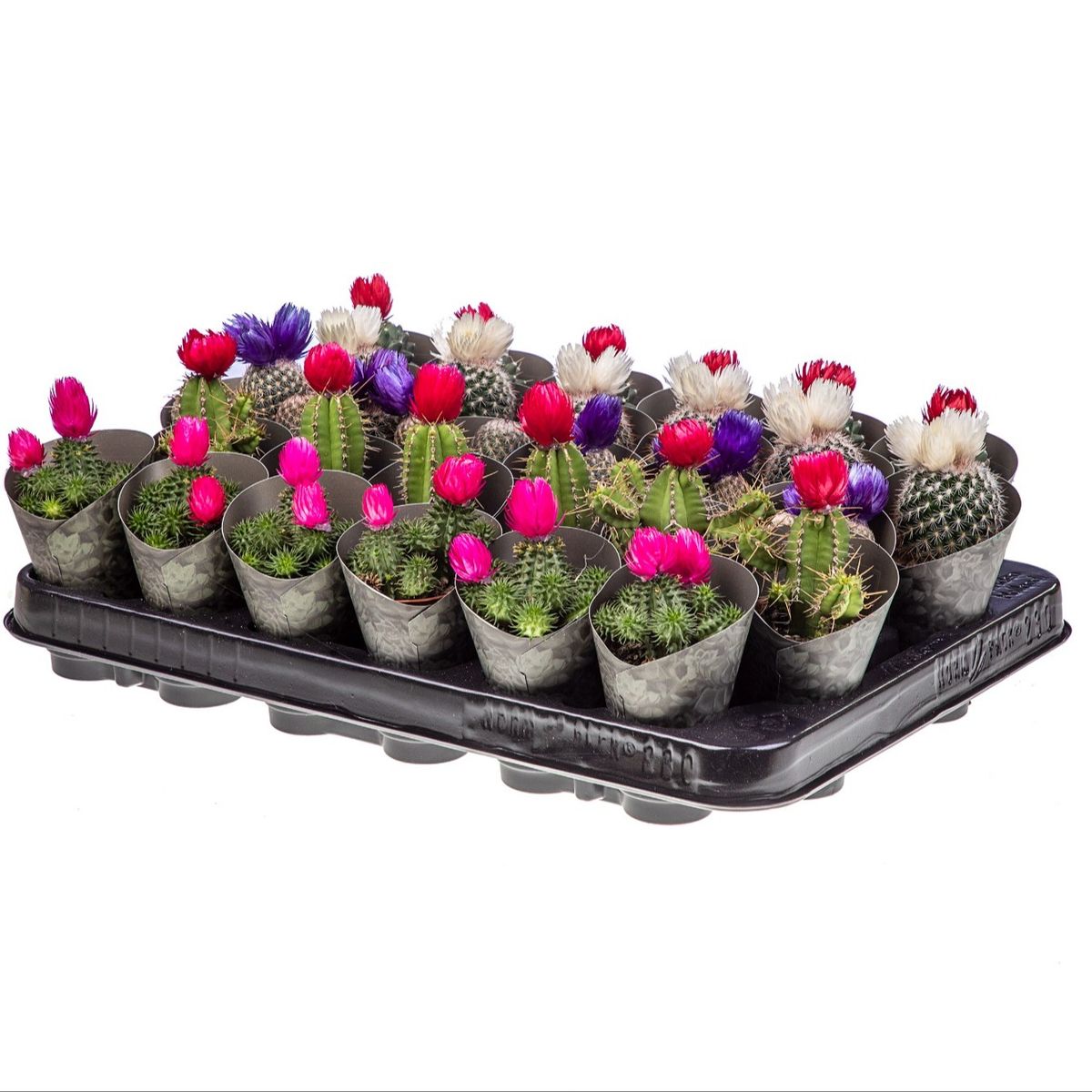 Cactus MIX — Plant Wholesale FlorAccess