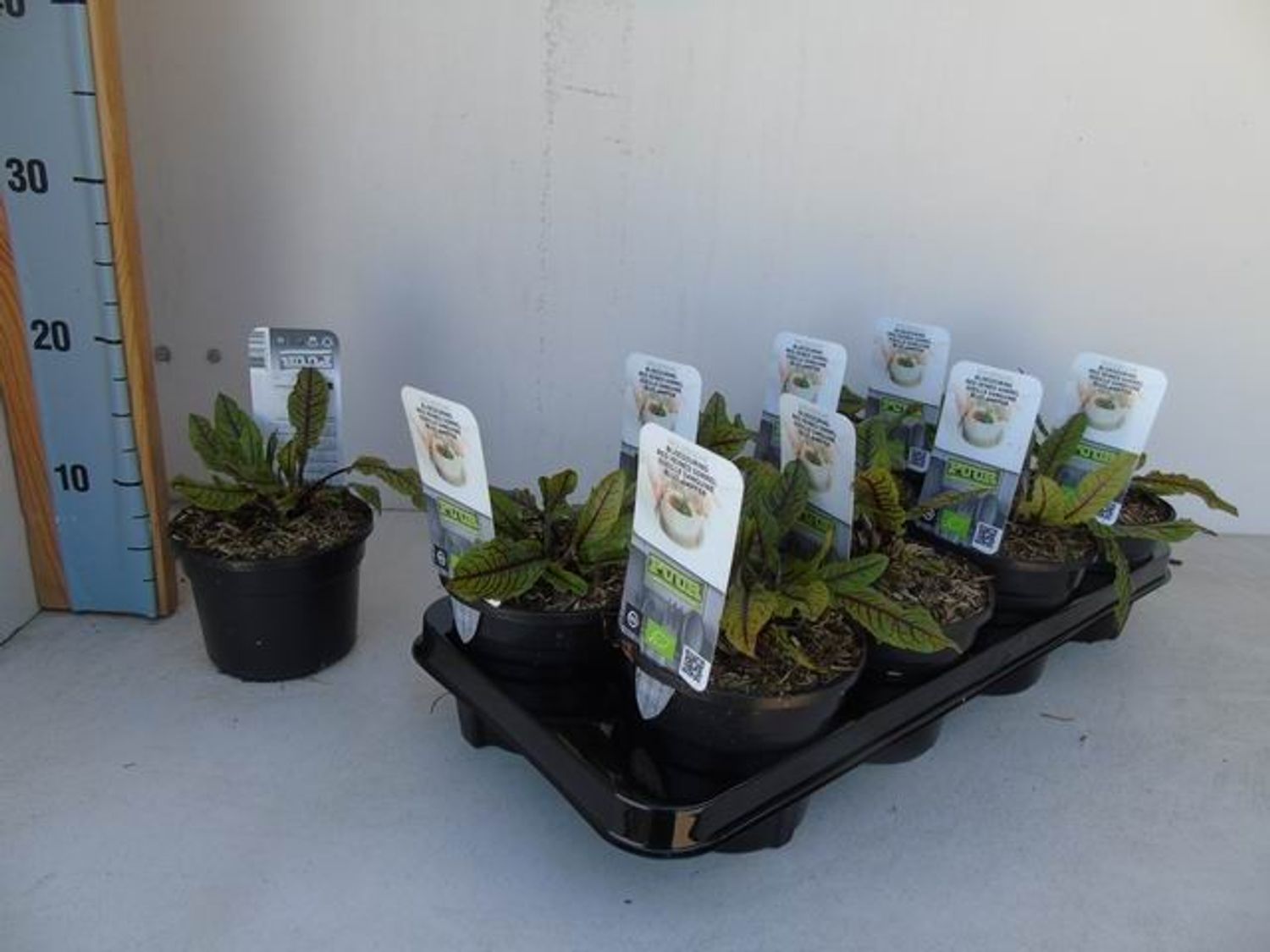 Rumex sanguineus — Plant Wholesale FlorAccess