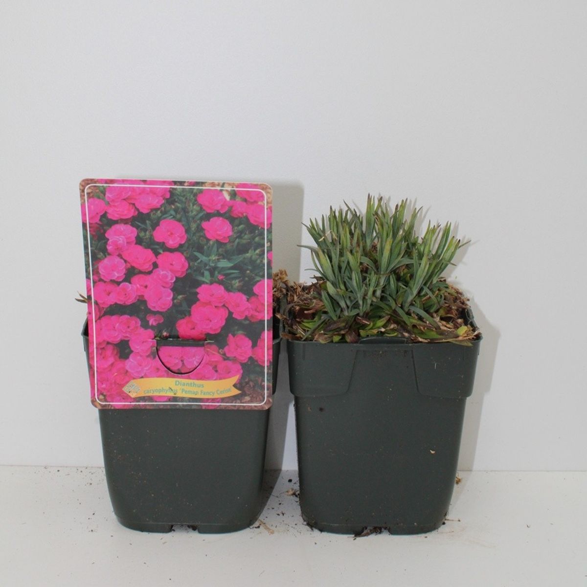 Dianthus caryophyllus 'Peman Fancy Cerise' — Plant Wholesale FlorAccess