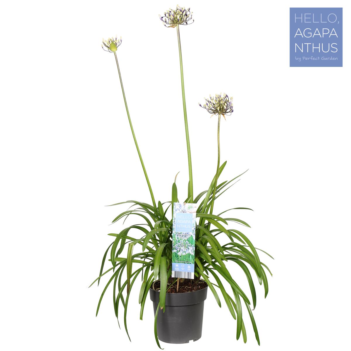 Agapanthus FIREWORKS — Plant Wholesale FlorAccess