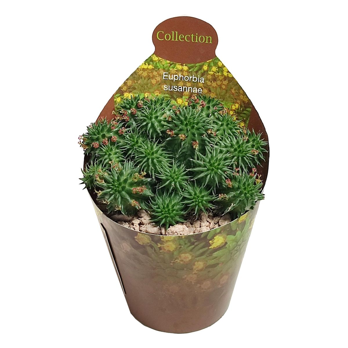 Euphorbia susannae — Plant Wholesale FlorAccess
