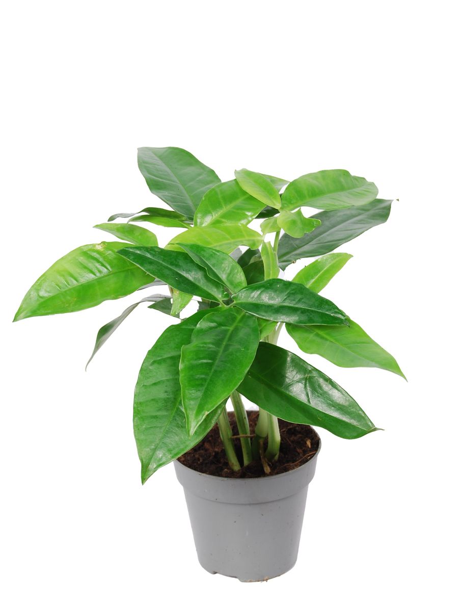 Syngonium podophyllum 'Trileaf Wonder' — Plant Wholesale FlorAccess