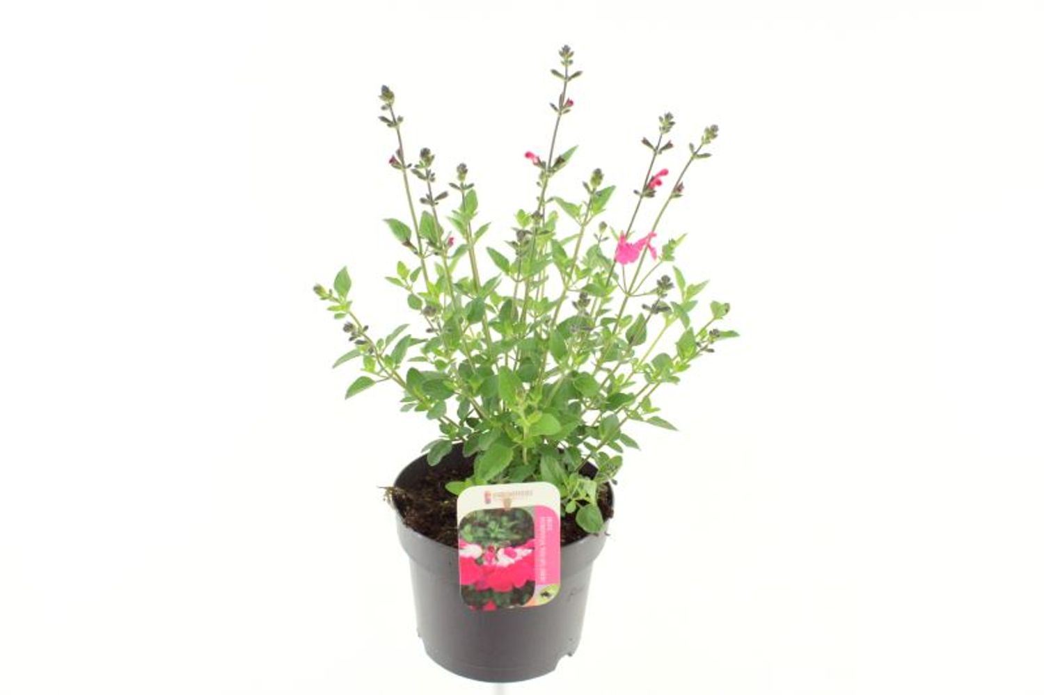 Salvia microphylla PINK LIPS — Рослини оптом FlorAccess