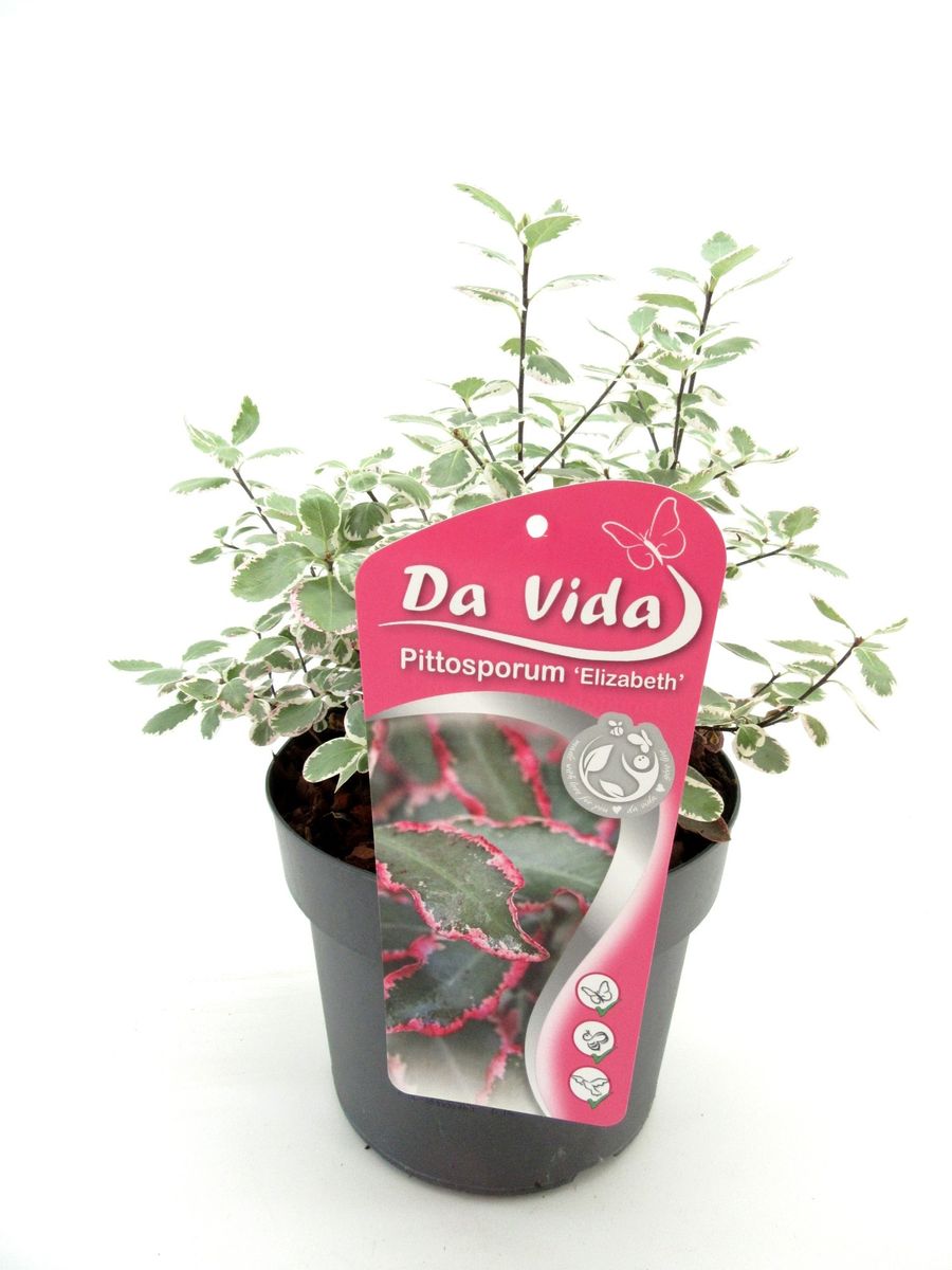 Pittosporum tenuifolium 'Elizabeth' — Plant Wholesale FlorAccess