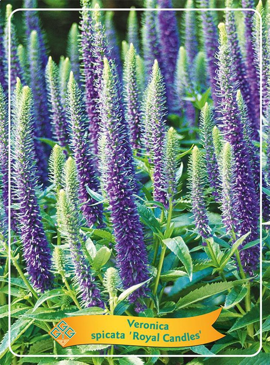 Veronica spicata ROYAL CANDLES — Plant Wholesale FlorAccess