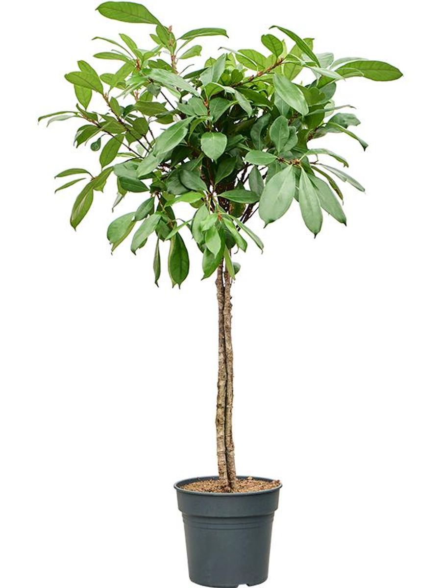 Ficus cyathistipula — Plant Wholesale FlorAccess