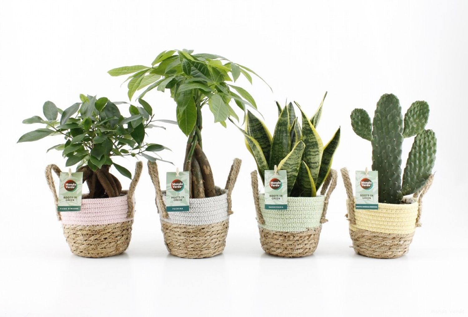 Houseplants MIX — Plant Wholesale FlorAccess