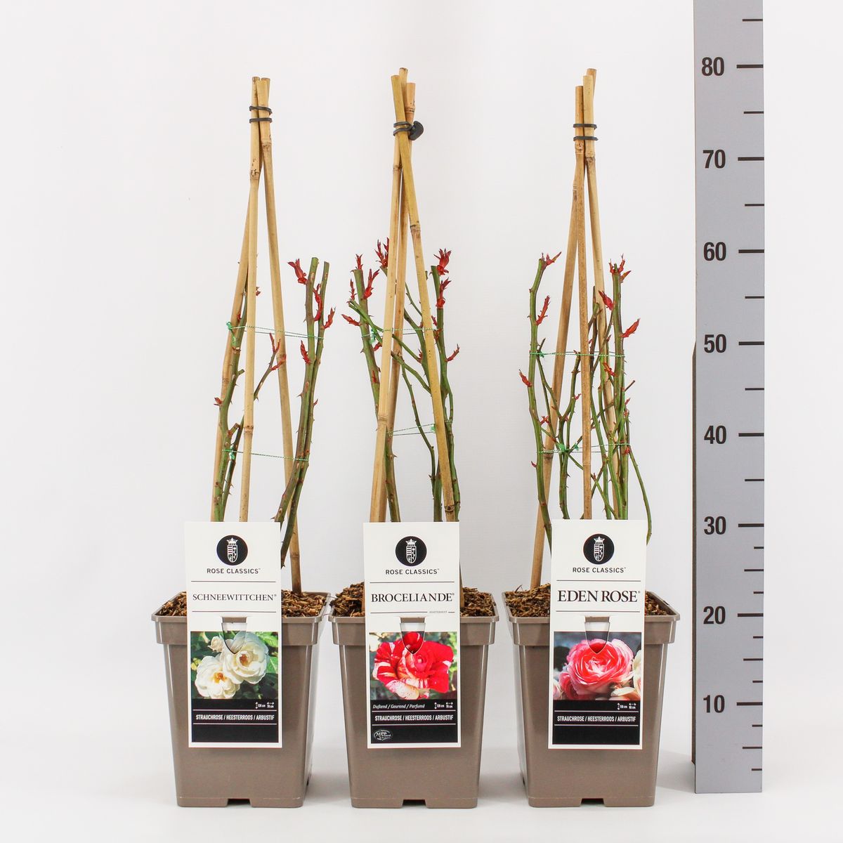 Rosa MIX — Plant Wholesale FlorAccess