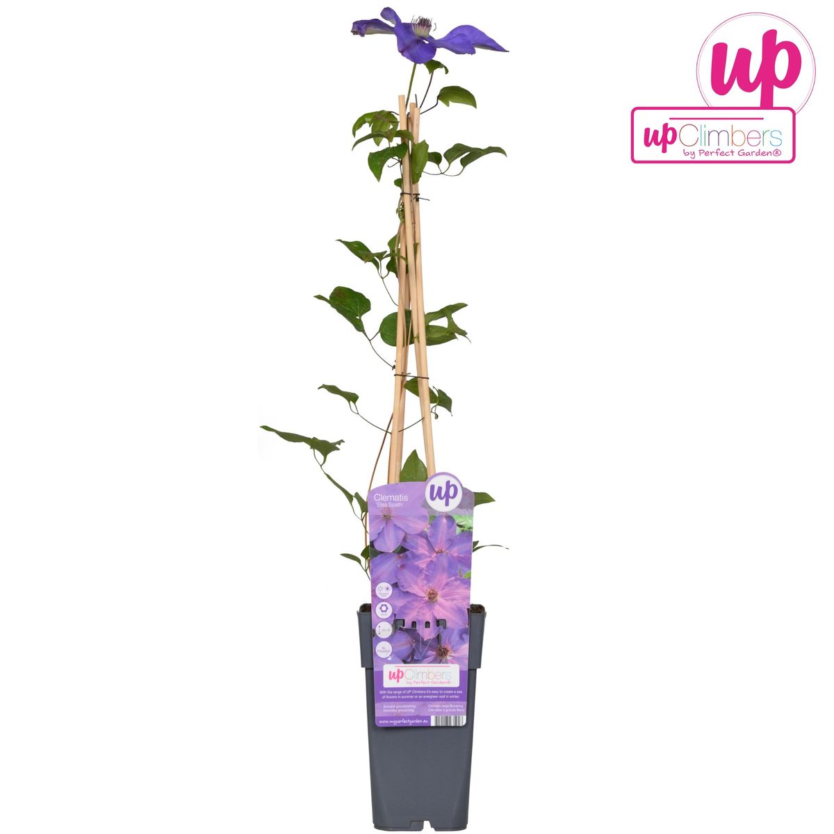 Clematis 'Elsa Späth' — Plant Wholesale FlorAccess