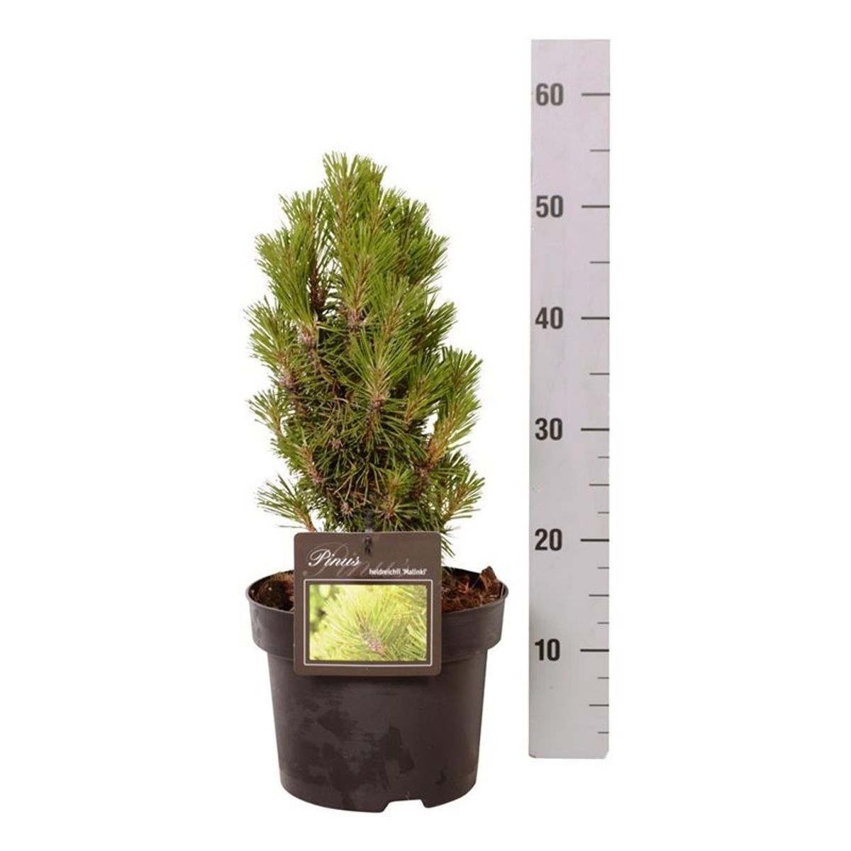 Pinus heldreichii 'Malinki' — Plant Wholesale FlorAccess
