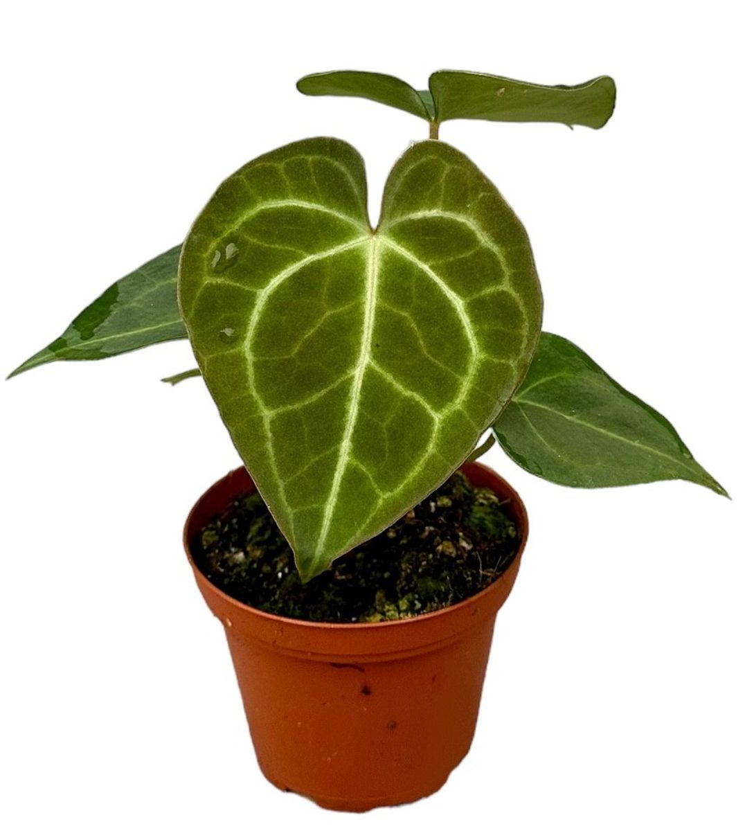 Anthurium clarinervium — Plant Wholesale FlorAccess
