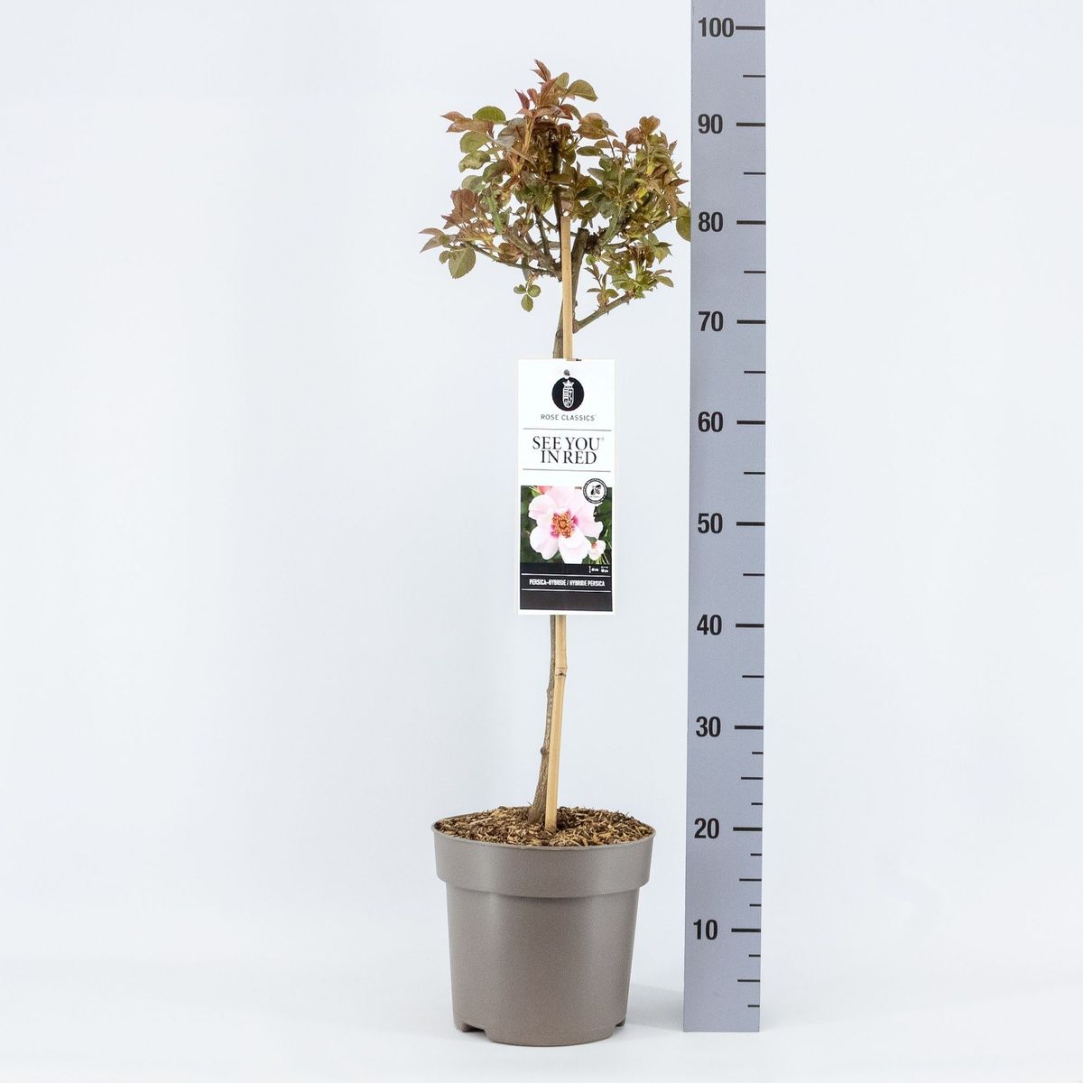 Rosa SEE YOU IN RED — Plant Wholesale FlorAccess