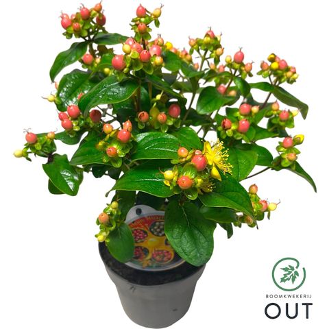 Hypericum MIRACLE BLOSSOM — Vendita all'ingrosso piante FlorAccess
