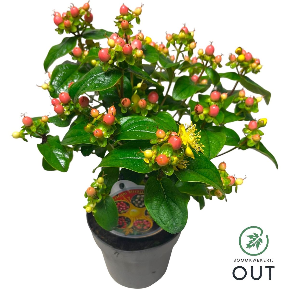 Hypericum MIRACLE BLOSSOM — Vendita all'ingrosso piante FlorAccess