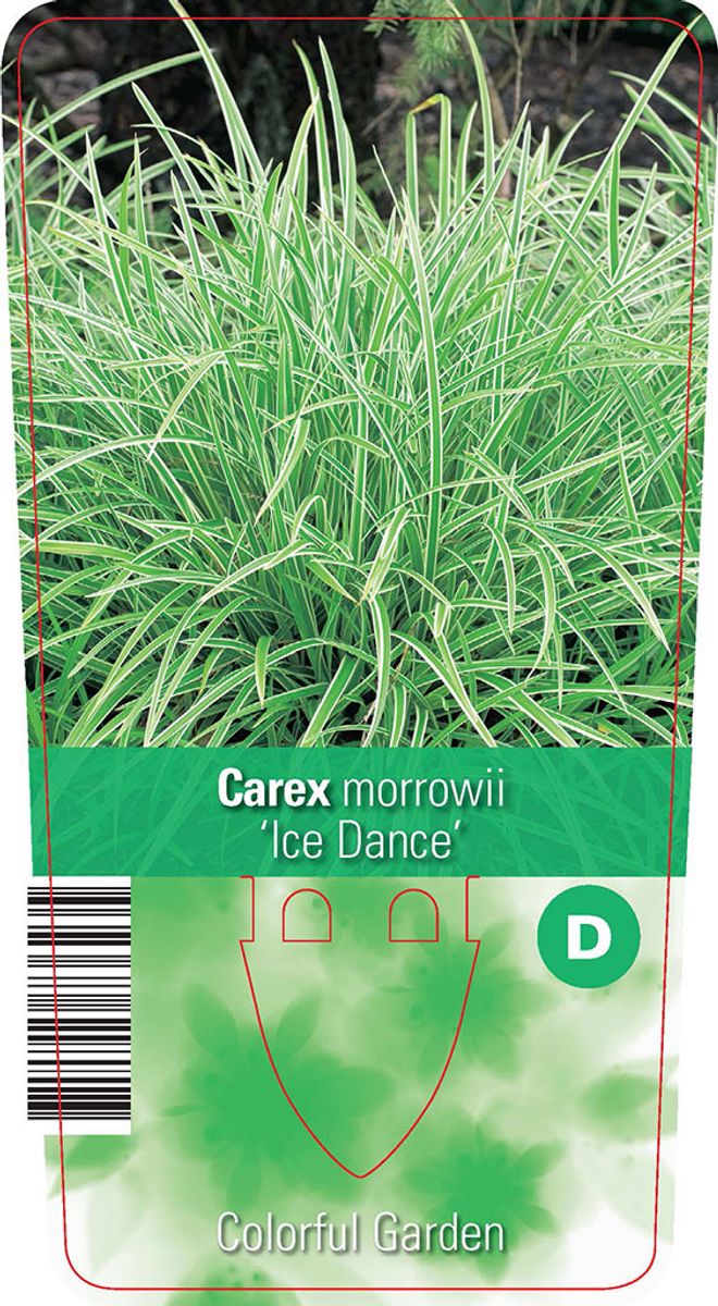 Carex morrowii 'Ice Dance' — Plant Wholesale FlorAccess